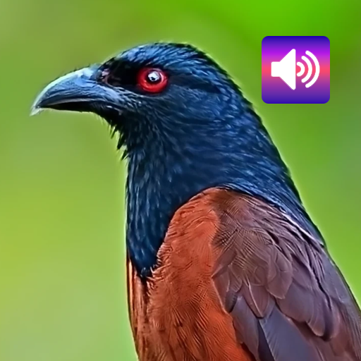 Coucal Bird: Sound & Ringtones APK for Android Download - PGYER APKHUB